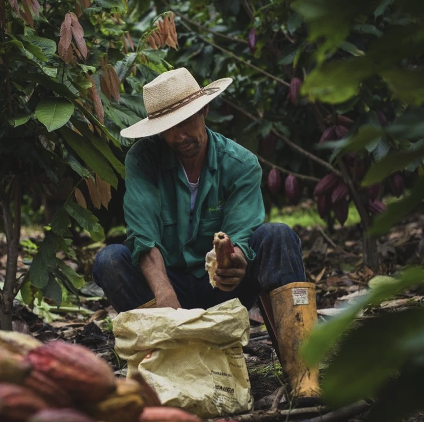 Ceremonial Cacao vs. Regular Cacao: Key Differences and Benefits ...